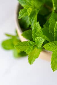 All About Fresh Mint - Life Currents